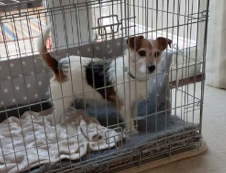 Nell – Dog braveheart December 2019