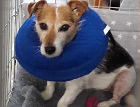 Nell – Dog braveheart December 2019